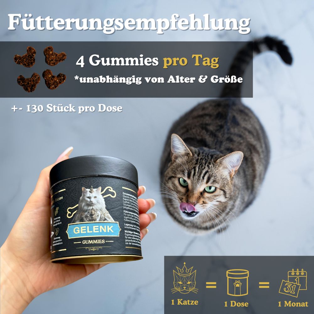 Gesunde Snacks für deine Katze